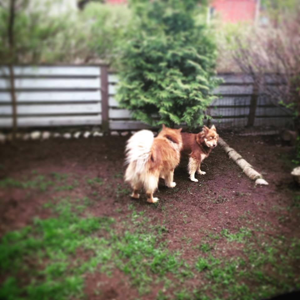 Suomenlapinkoira Helka