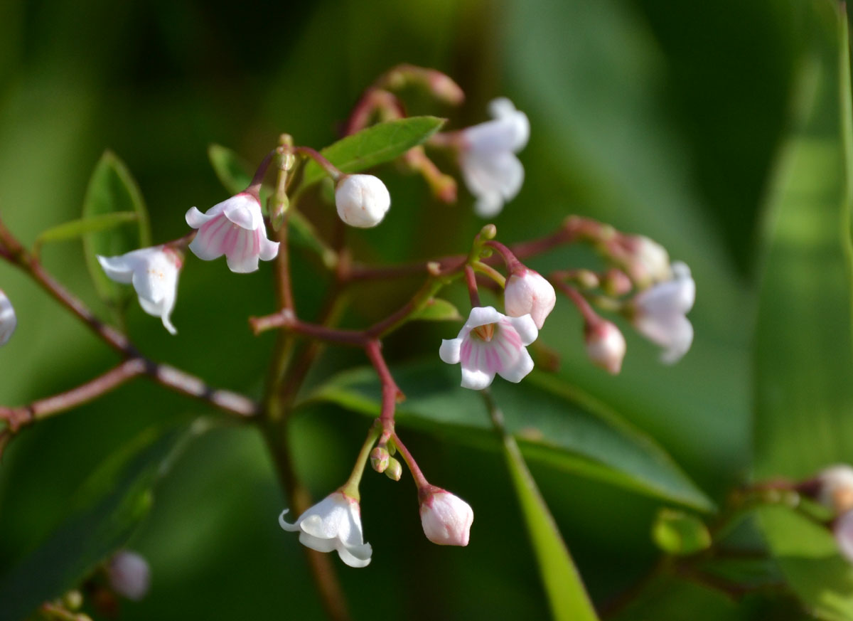 Woods Walks and Wildlife: Woodcocks and Warblers and More (or: Why ...