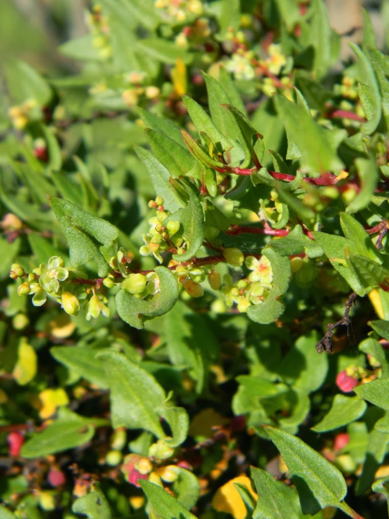 Salud y Medicina Herbaria: Plantas silvestres