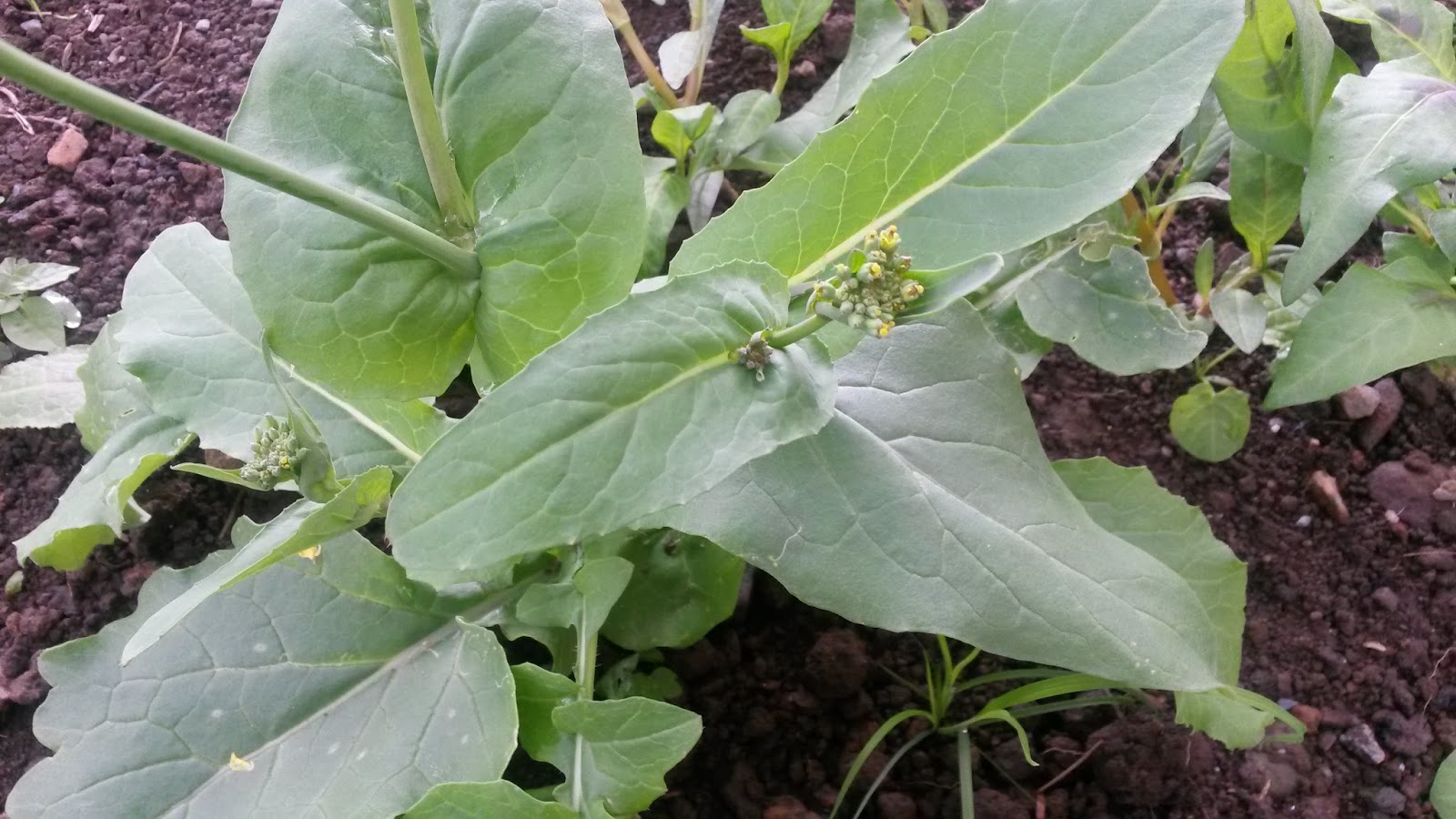 Buzzard Bushcraft Wild Turnip Brassica Rapa