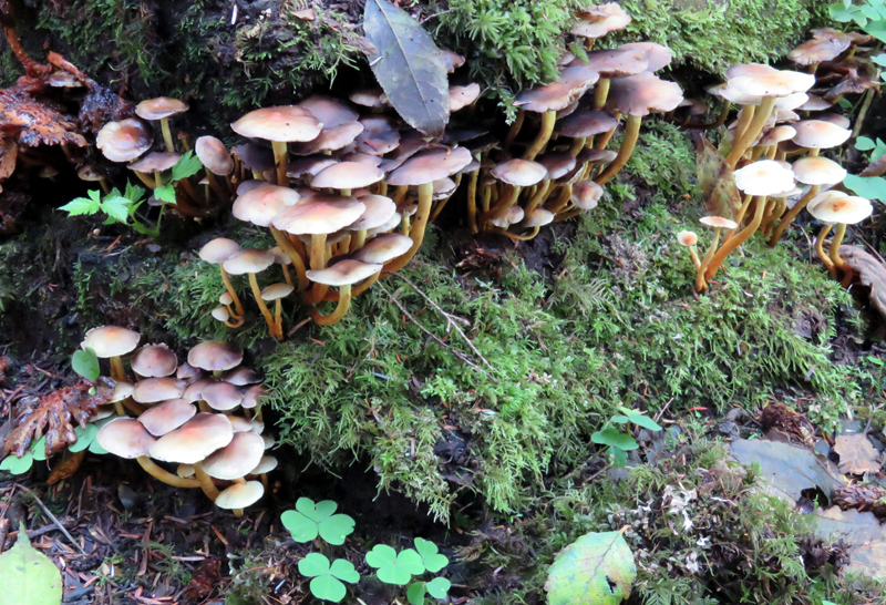 ramble & frolic: destination: fishhawk falls/ lee wooden county park ...