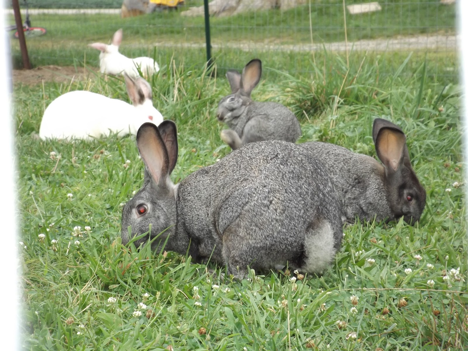 Little Bear Swamp Farm: Posting for limited time, for someone ...