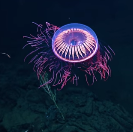 bensozia: Halitrephes maasi