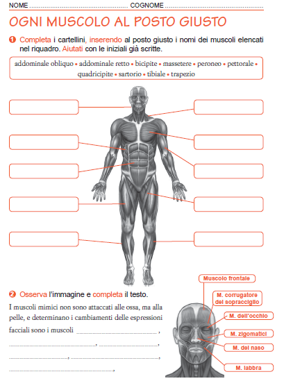 Maestra Alice - L'officina delle idee: L'apparato muscolare