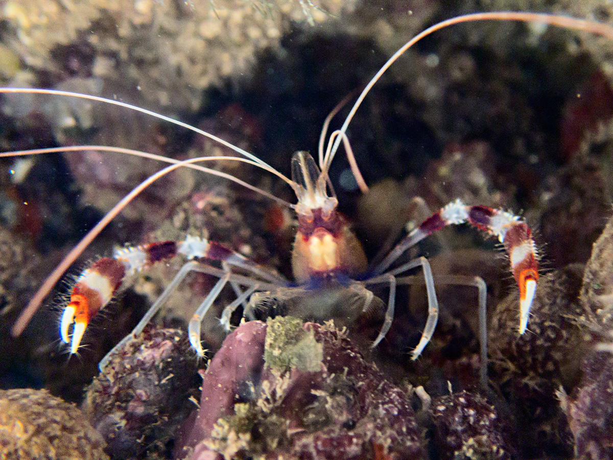The Adventures of Maui Don - Dolphin Dude: Cleaner Shrimp