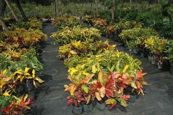 CARA MENANAM PURING DAN JENIS-JENIS PURING YANG INDAH MENAWAN | ANEKA ...