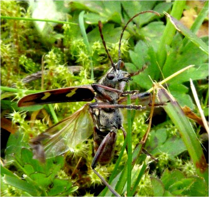 Insects of Scotland: Other Beetles