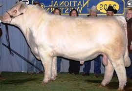 PETERNAKAN MODERN: BANGSA-BANGSA SAPI