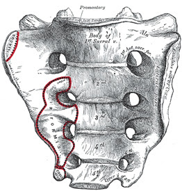 El Cuerpo Humano: Las vértebras del sacro y coccígeo