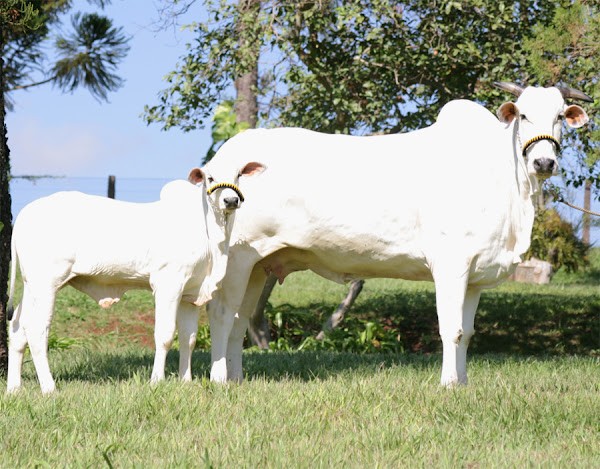 Nelore Cattle: Origin, Characteristics, Uses, Photo