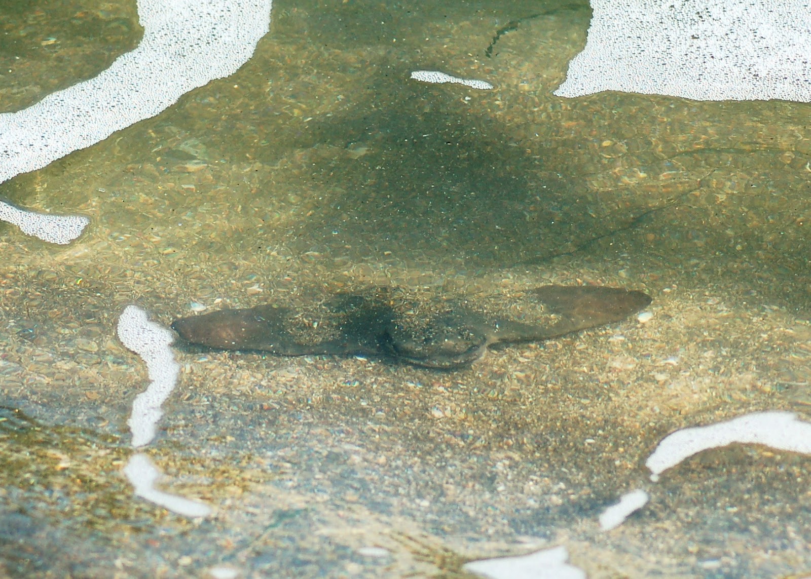 Point Reyes Outdoors: Drakes Estero