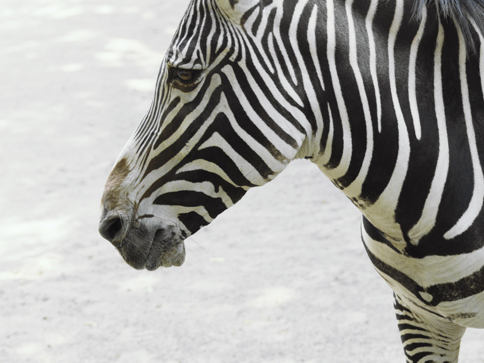 WildLife: Zebra Hd Wallpaper 2012
