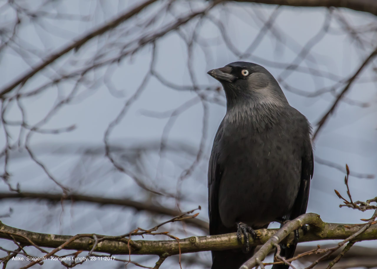 Fuglefoto: Allike. Sorgenfri - Kongens Lyngby