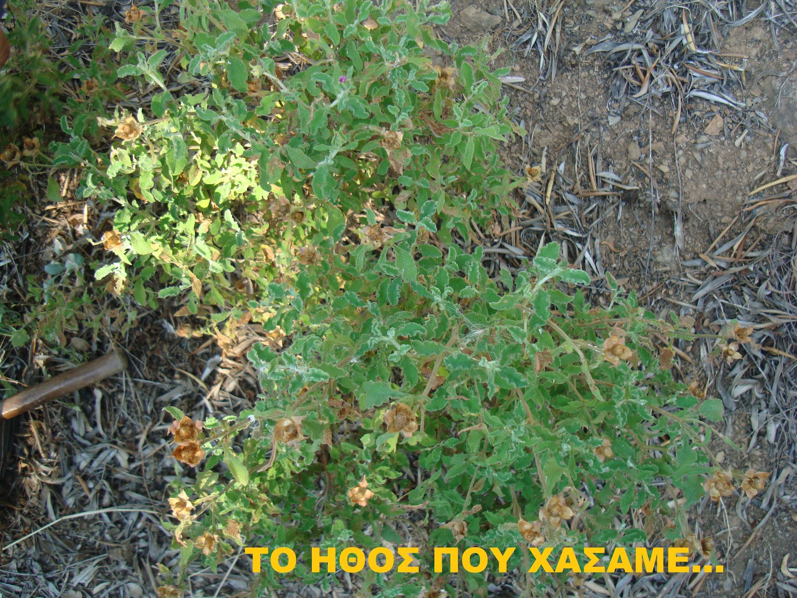 TΟ ΗΘΟΣ ΠΟΥ ΧΑΣΑΜΕ...: Βραστάρια...