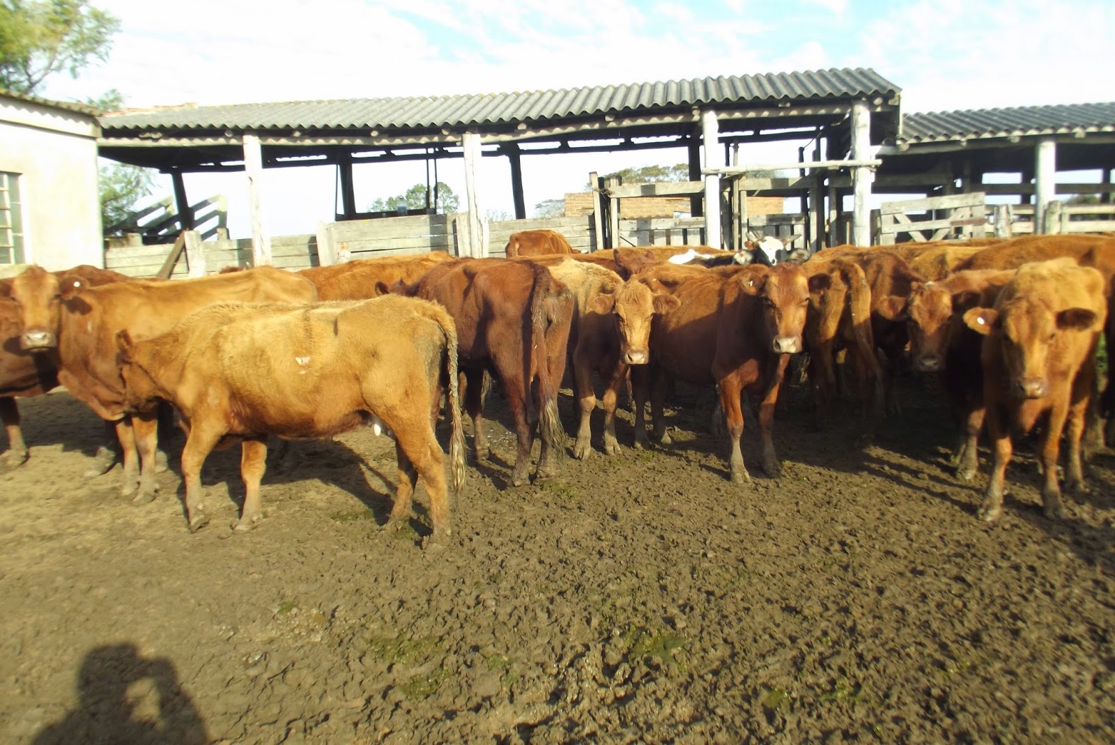 Lund Negócios: COMPRO 400 VACAS DE INVERNAR