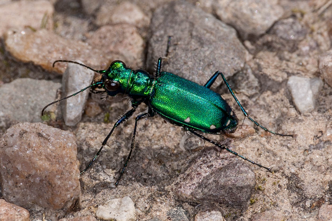 Champlain Islands' Nature: Six-spotted Green Tiger Beetle