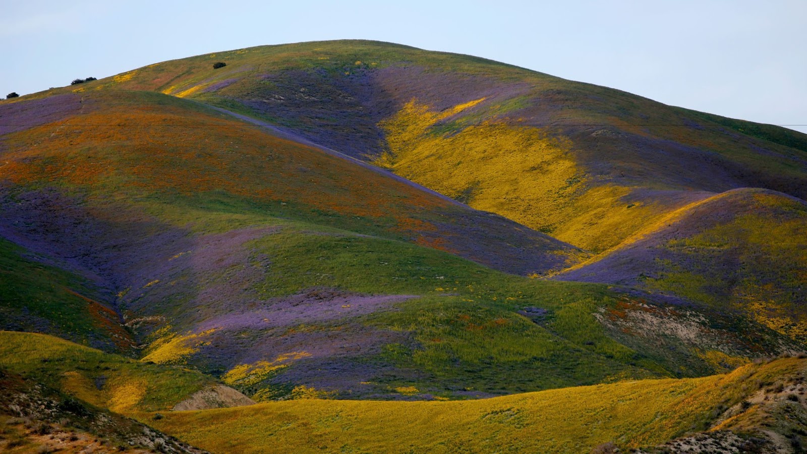 California's Wildflower Super Bloom | Earth Blog