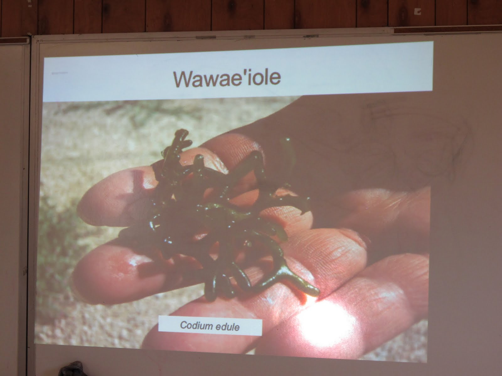 Mālama Learning Center WOW Workshops: WOW- Limu Identification and Uses ...