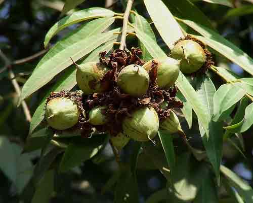 නා [Naa] (Mesua ferrea) ~ අපේ ඔසුපැළ Medicinal Plants of Sri Lanka