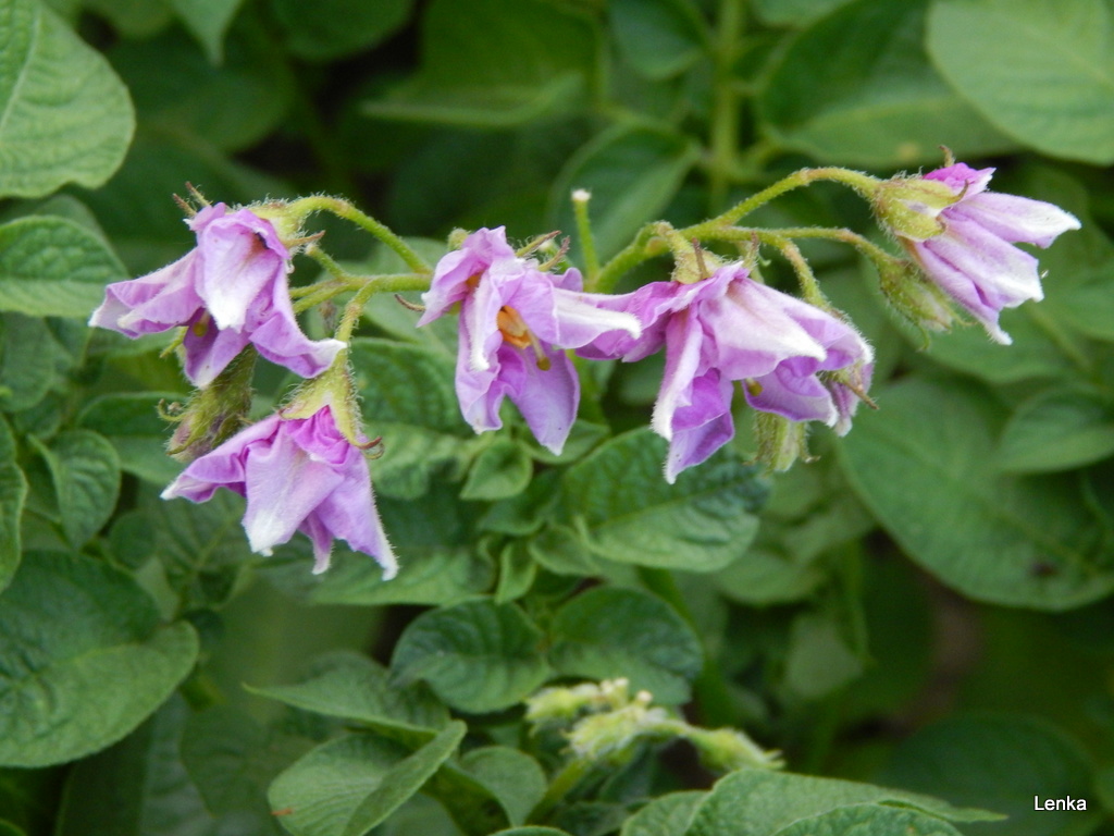 Bylinky ze Salaše: Lilek brambor, též brambor obecný či brambor hlíznatý