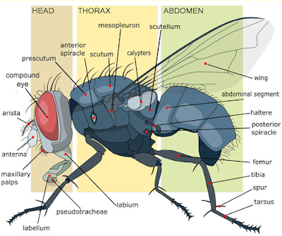 Time to Fly: Introduction to adopted animal