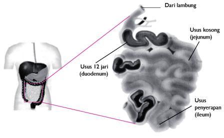 ORGAN-ORGAN PENCERNAAN ~ Izhul IX-2