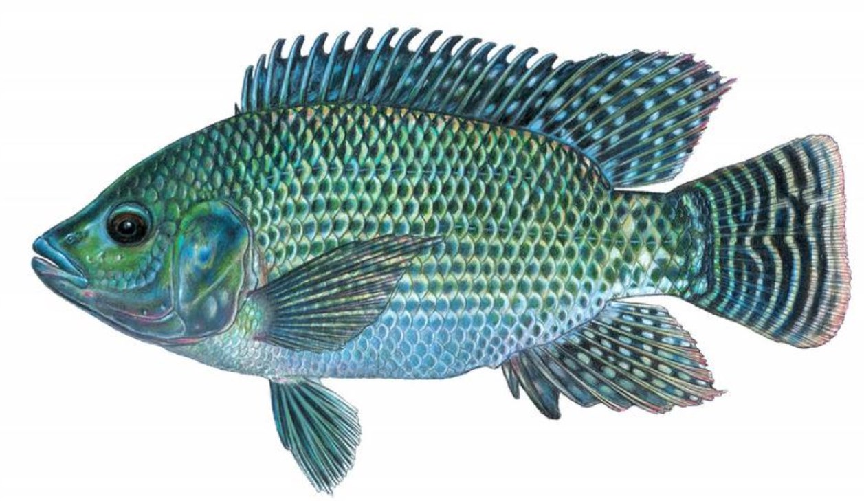 morfologi dan klasifikasi ikan mujair ~ DUNIA IKAN AIR TAWAR