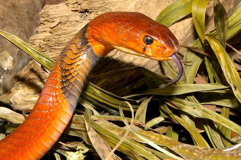 Cobra escupidora roja (Naja pallida)
