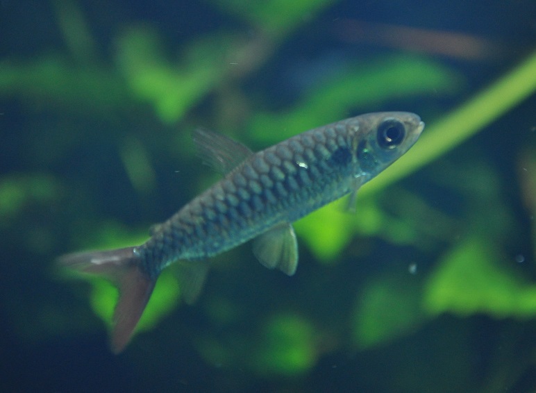 ZOOTOGRAFIANDO (6.100 ANIMALS): PEZ TUCÁN / TUCAN FISH (Chalceus ...