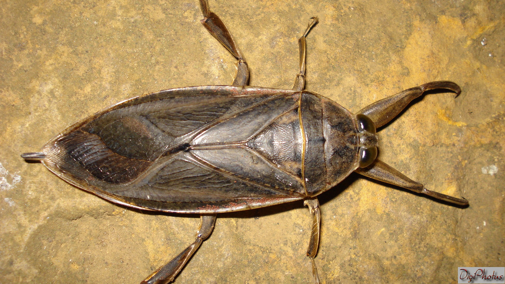 Insetologia - Identificação de insetos: Barata D'água em Santa Catarina
