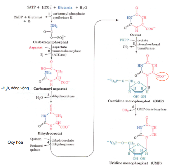 học Y: 11 chuyển hóa acid nucleic