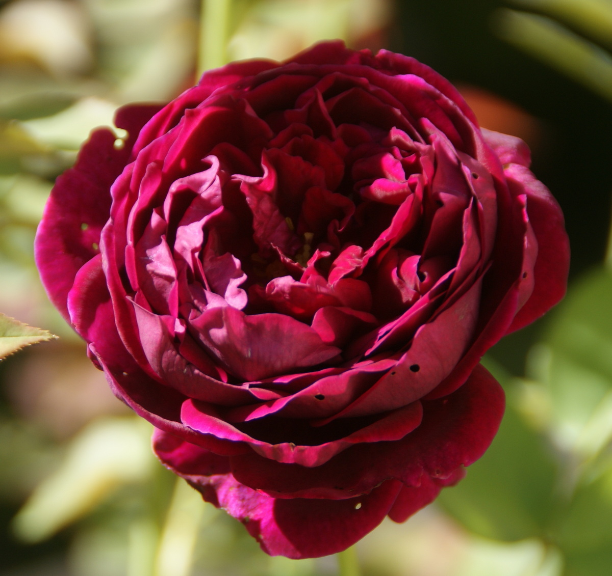 Organic Garden Dreams: October Roses