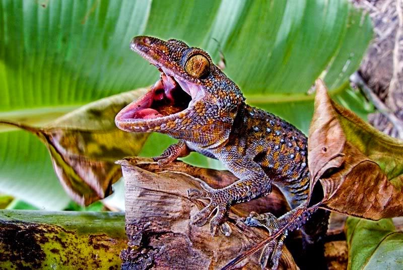 Meine Träume leben in Khon Kaen, Thailand: Tukae und kein Ende
