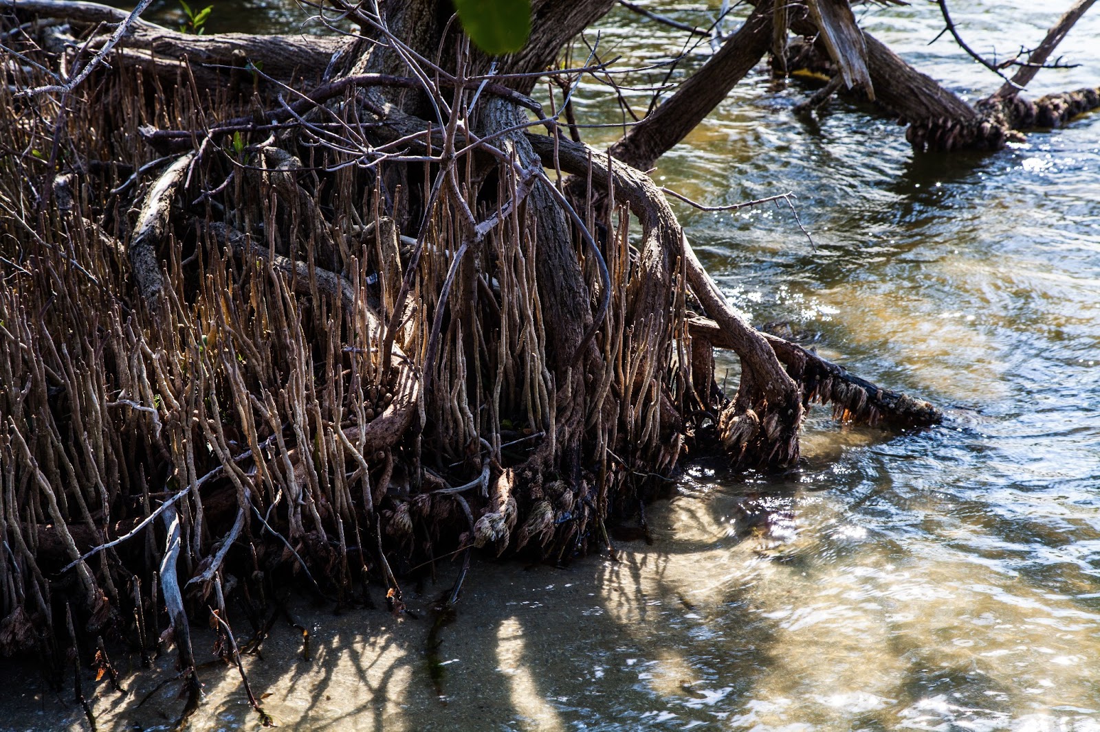 Walking Arizona: Tangled Roots