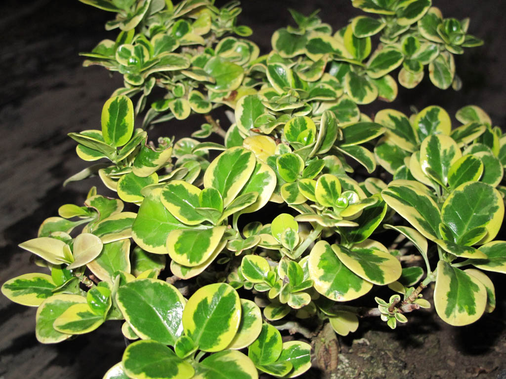 Cultivo Morita: Arbustos latifoliados