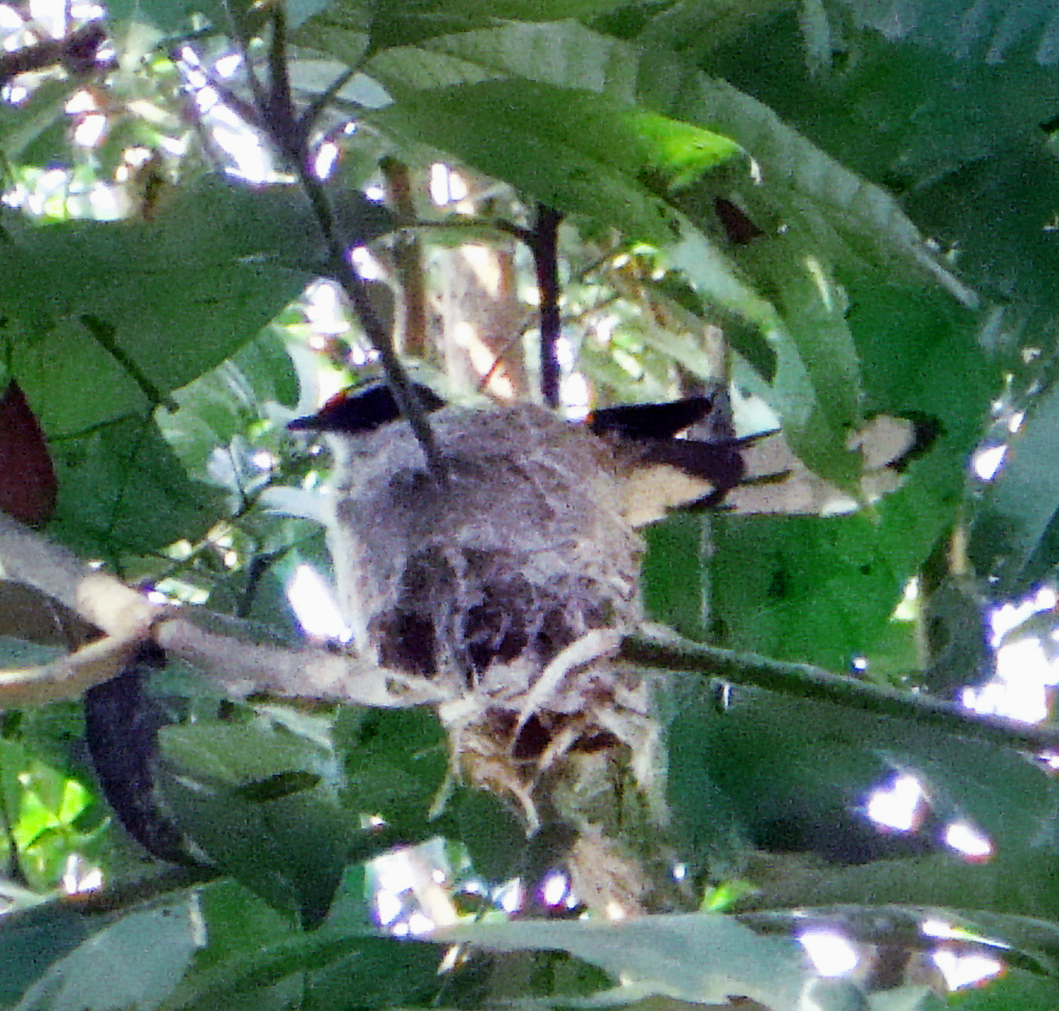 Living with Nature - School on Blog by Dr. Abercio V. Rotor: SV Bot ...