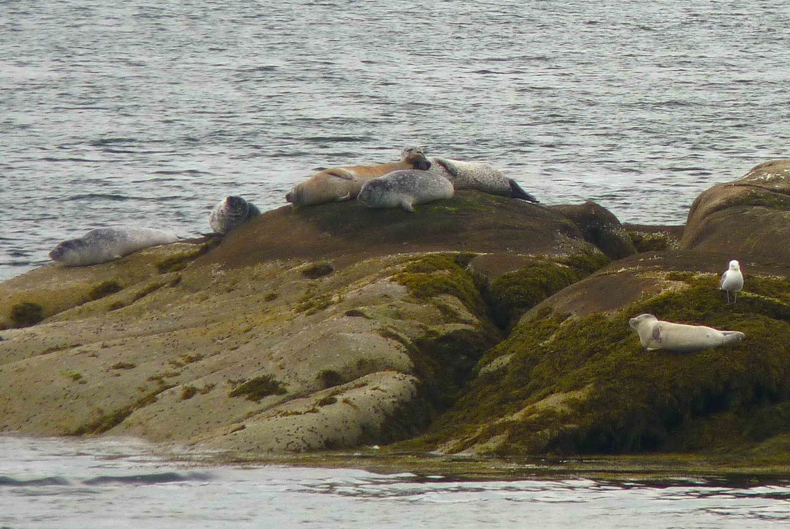 LATITUDES' JOURNEY: Buckle Island