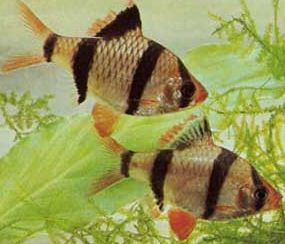 Cara Budidaya Ikan Hias Sumatra | Budidaya dan Ternak Hewan