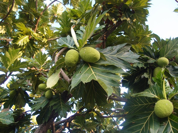 Xing Fu: BREADFRUIT (SUKUN)