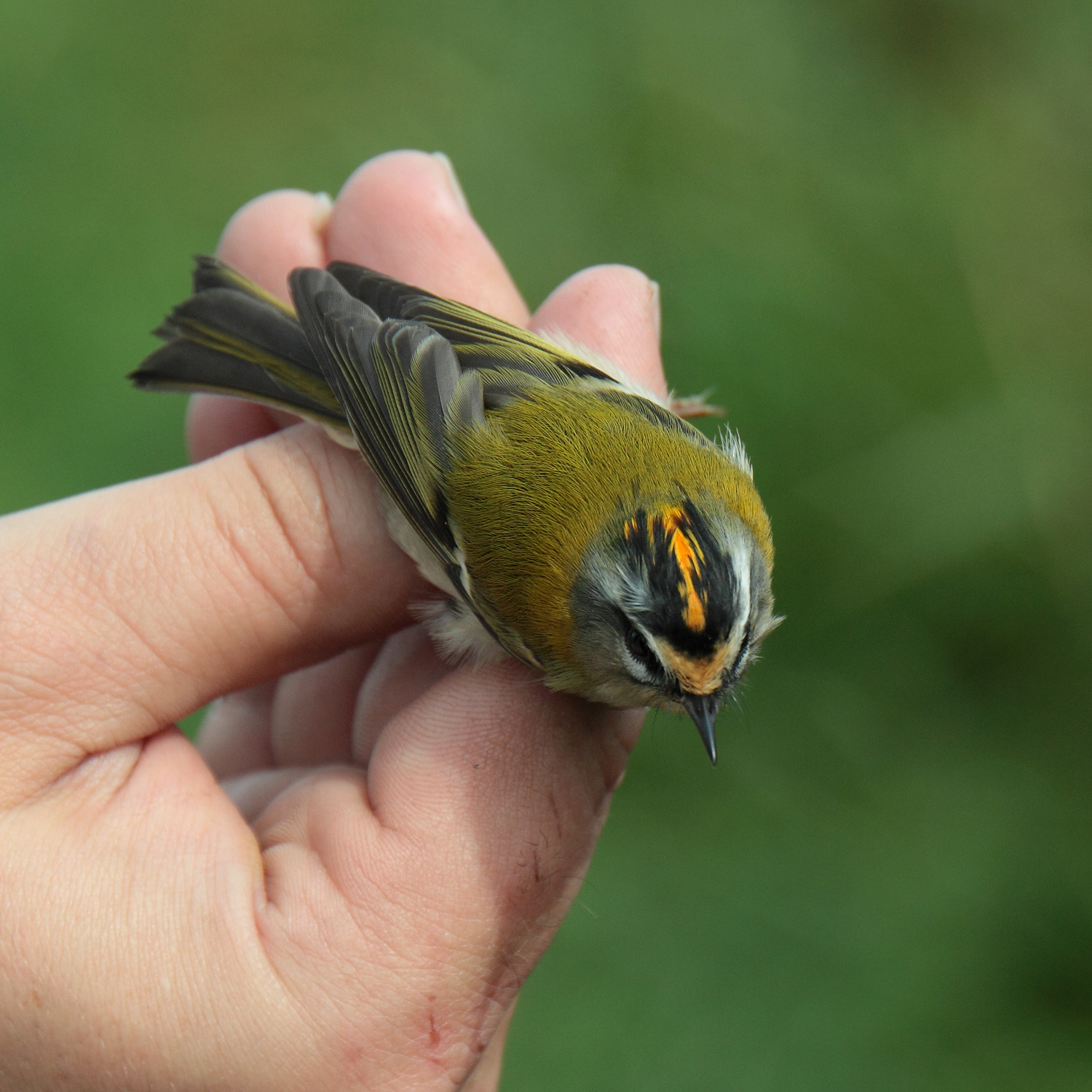BO629HR: Een heel klein haantje
