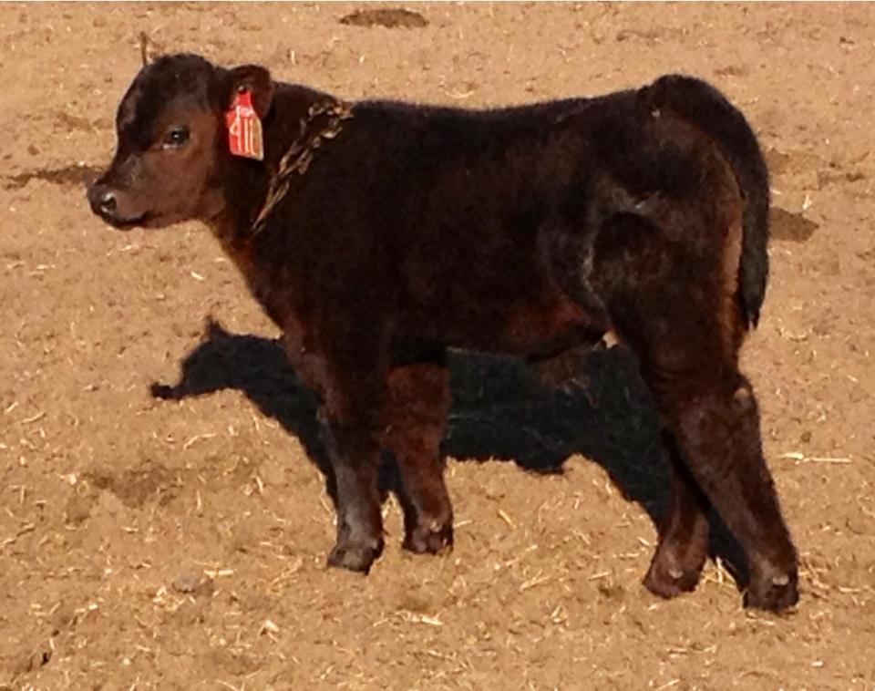 Lautner Farms: From Richland Farms - Monopoly Bull Calf