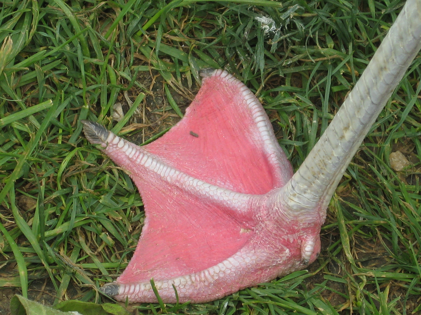 joy for grace: Exuberant Horses - Color Inspiration