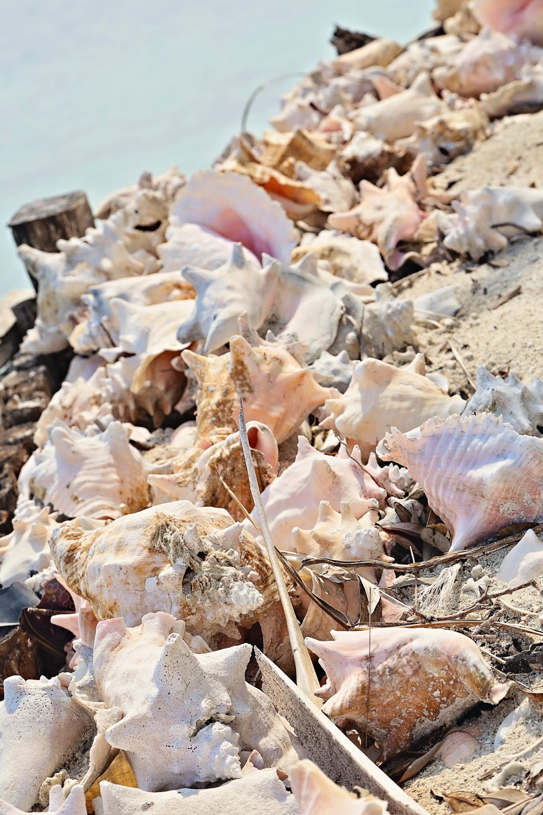 A Feathered Nest: Belize - Part 1