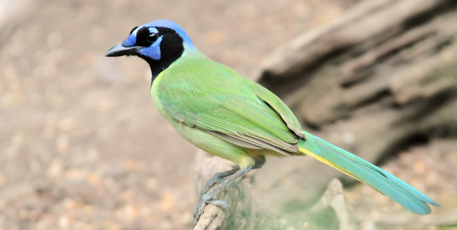 Green Jay