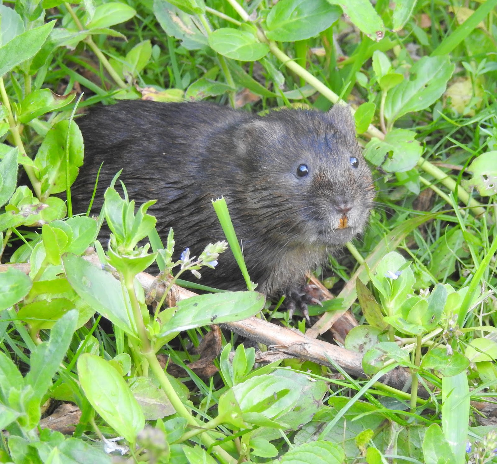 About a Brook: Overwhelmed by Voles