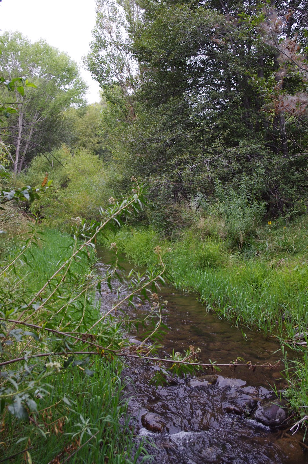 Southern New Mexico Explorer: Mattocks Site, Mimbres River Preserve