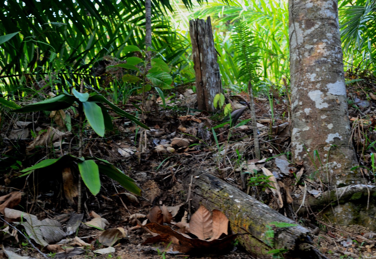 The Kambatik Park, Bintulu.: Belian country