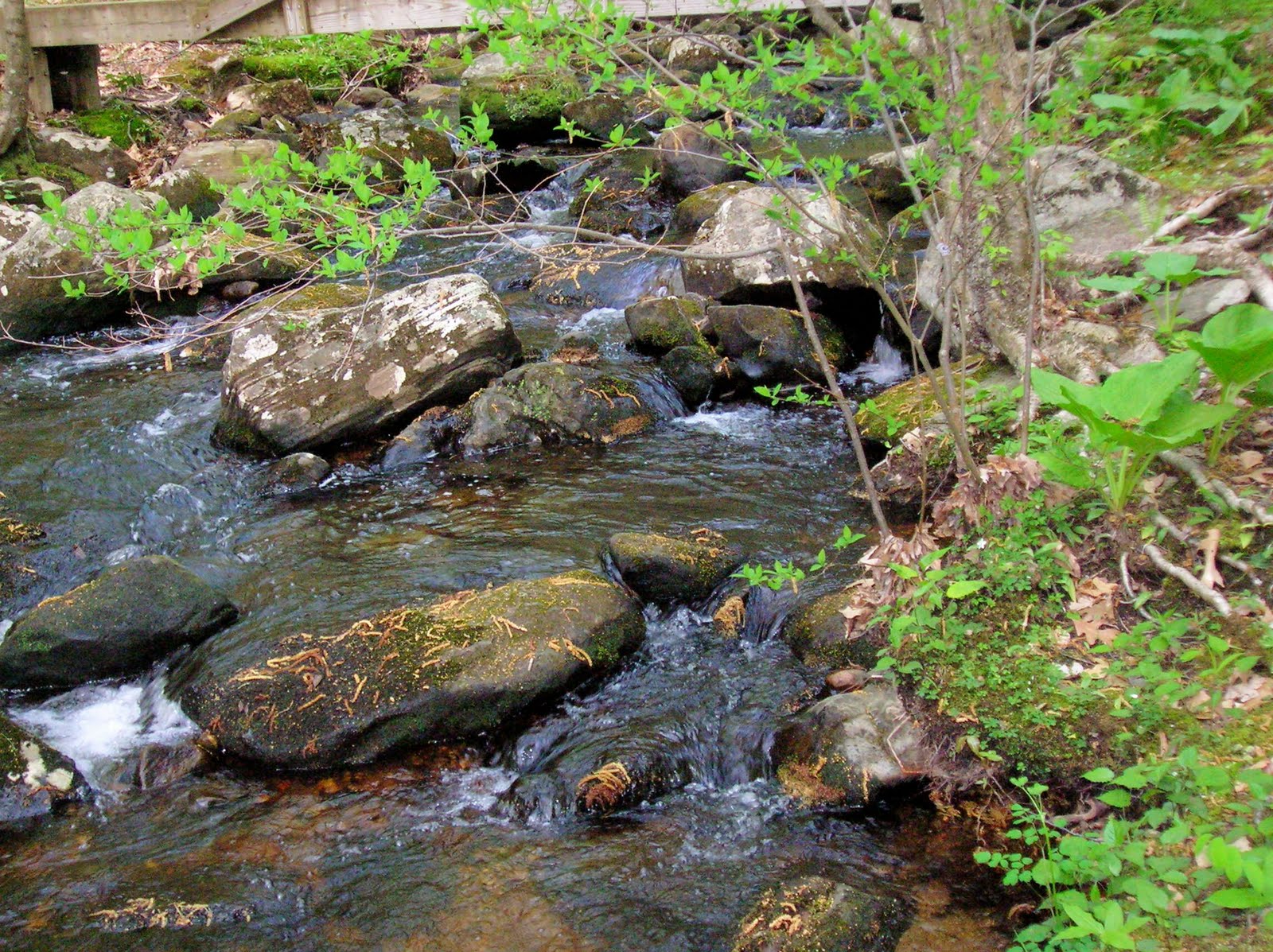 Small Stream Reflections: May 2011