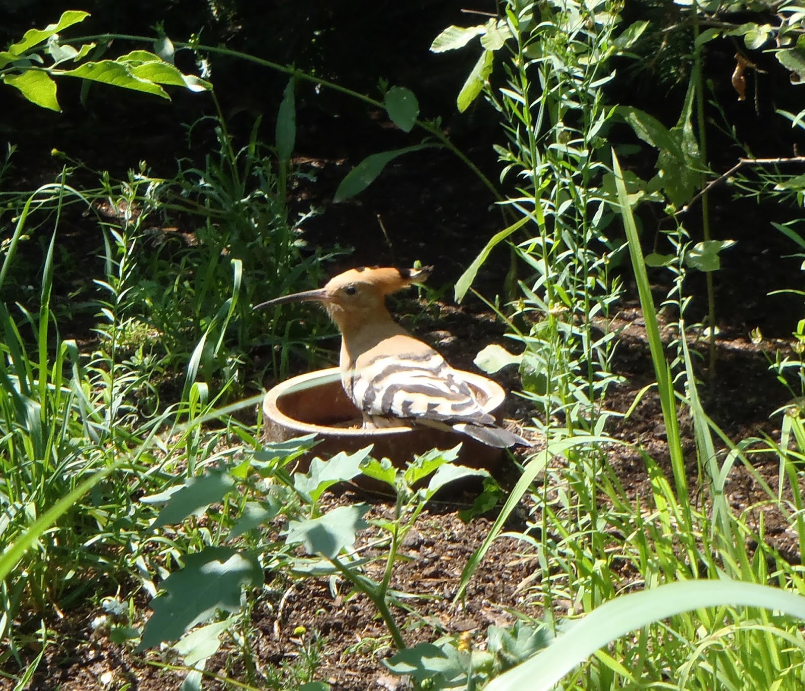 pan-Aves: Dinosauři v Zoo Praha, díl 3. – Afroaves