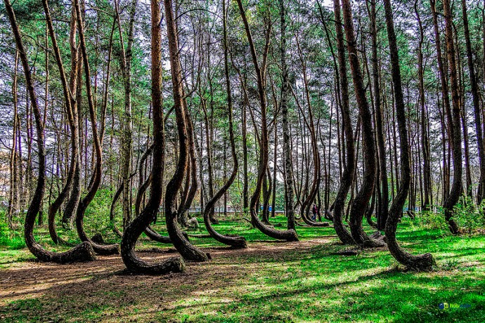 Shaping The Earth: The Crooked Forest Unique Curvy Trees In Gryfino, Poland